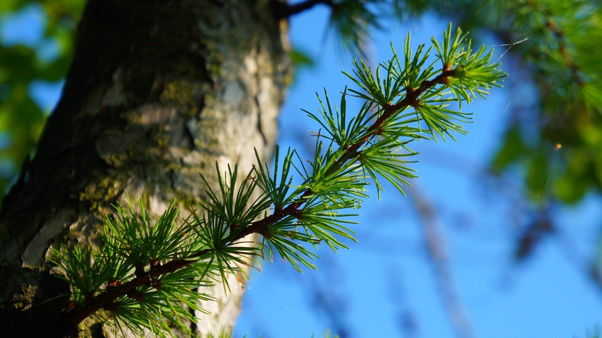 Lariks / Verhalen van Bomen II / Natuursymboliek | Sheias.nl