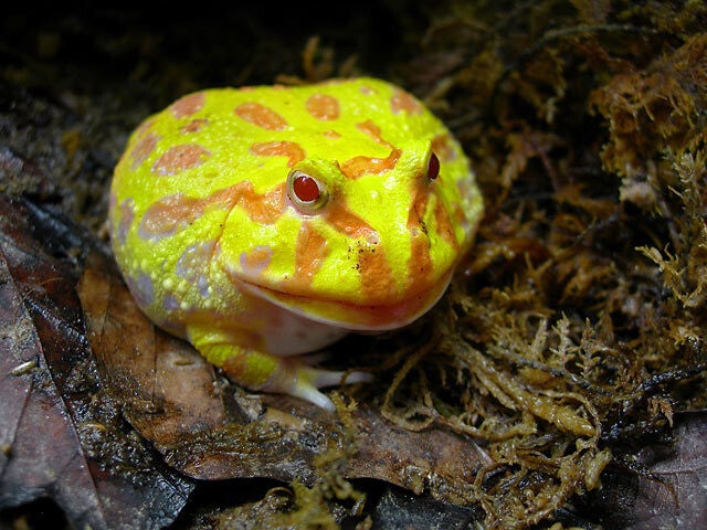 Available | Vancouver Island Reptile Enthusiasts