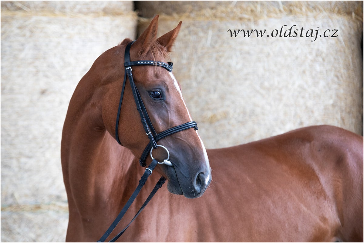 --SOLD--Miss Manchester, 2019, Manchester x Tolano / Horses sold ...