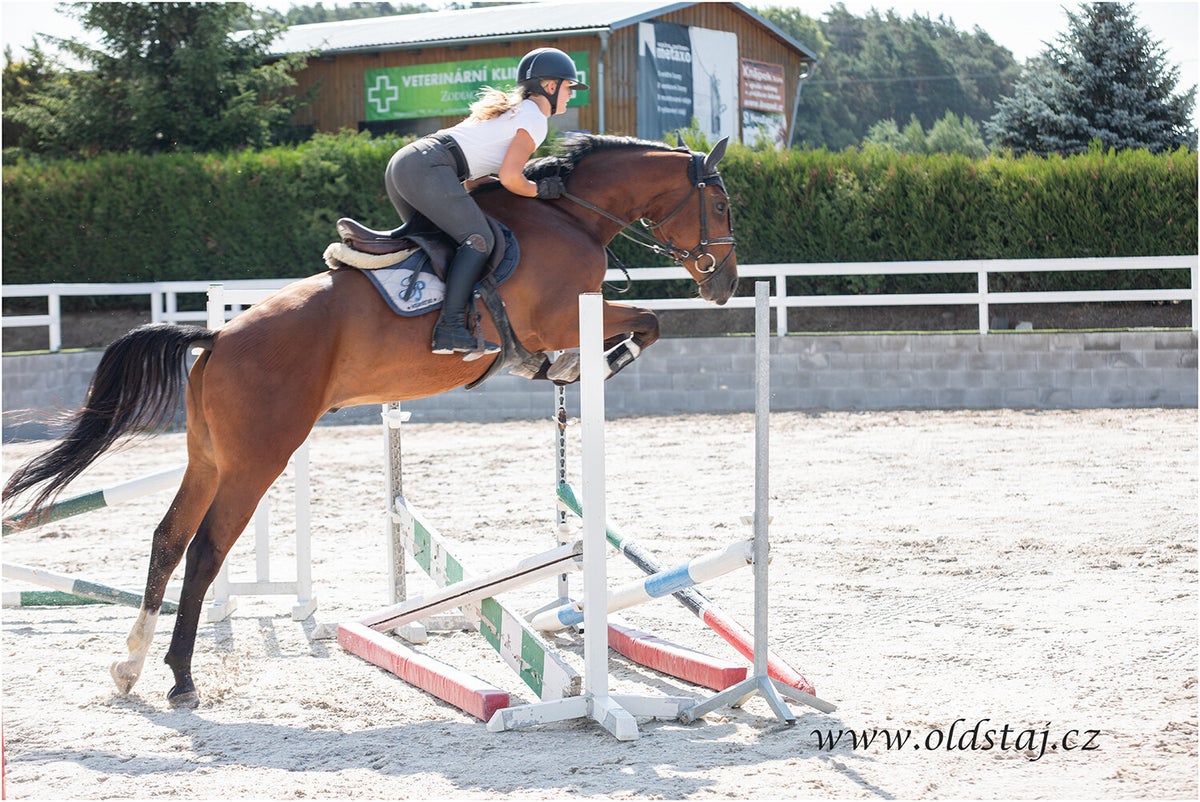 --SOLD to MEXICO--Odin, 2020, Sherman-Sitte x Acord II / Horses sold ...