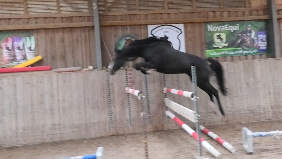--SOLD in CZ--Princess Diara, 2019, Diarado x Xaar xx / Horses sold ...