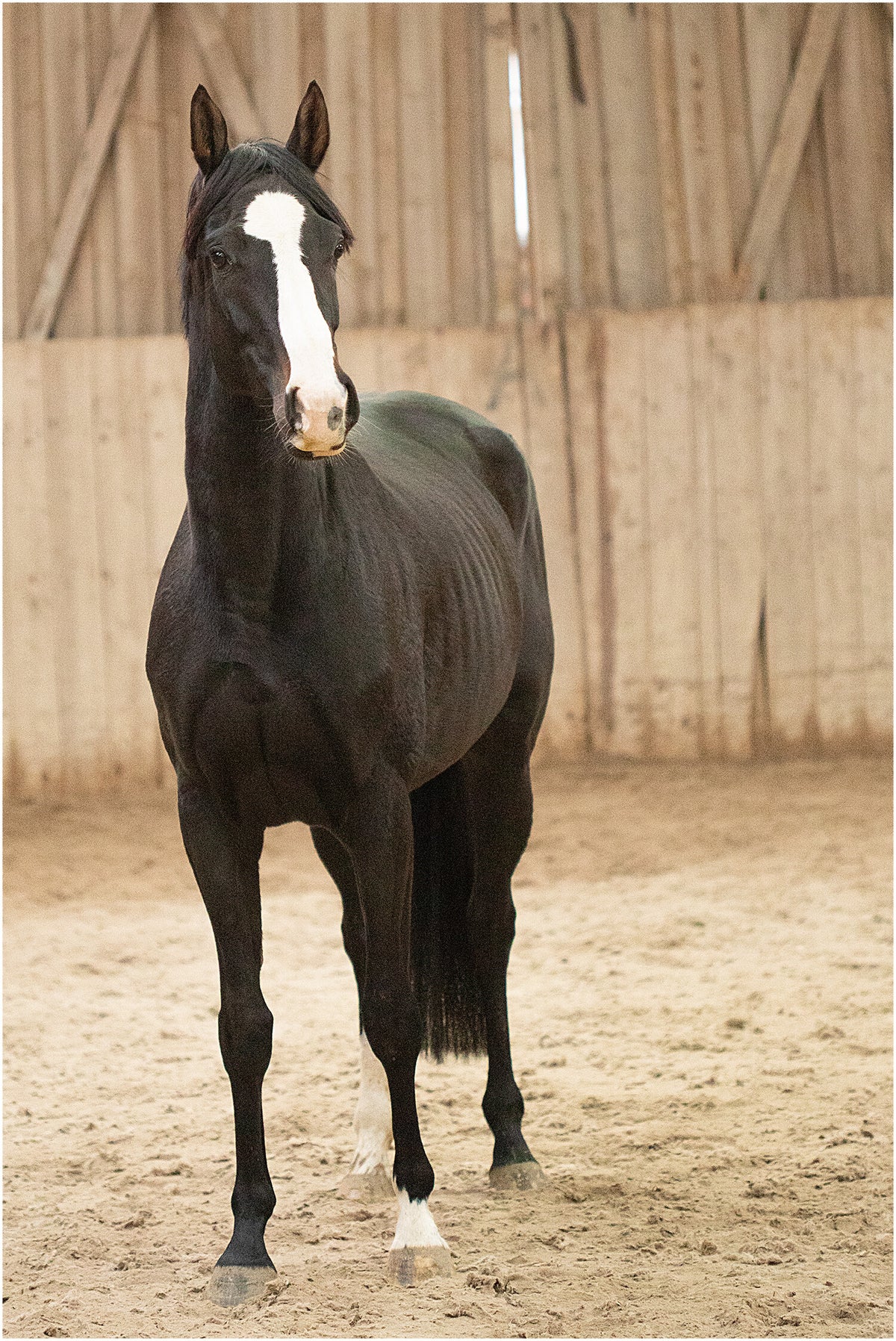 --SOLD in CZ--Princess Diara, 2019, Diarado x Xaar xx / Horses sold ...