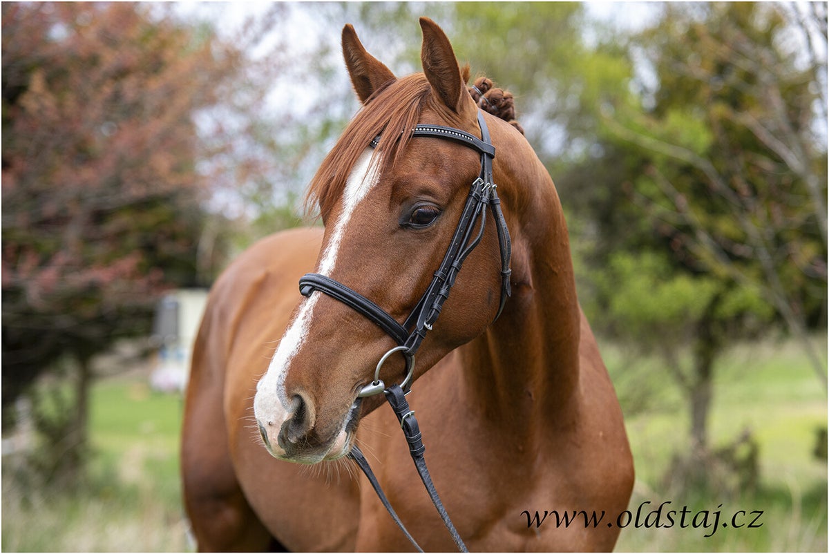 --SOLD--Unican, 2019, United Way x Cancara / Horses sold | Sport Horses ...