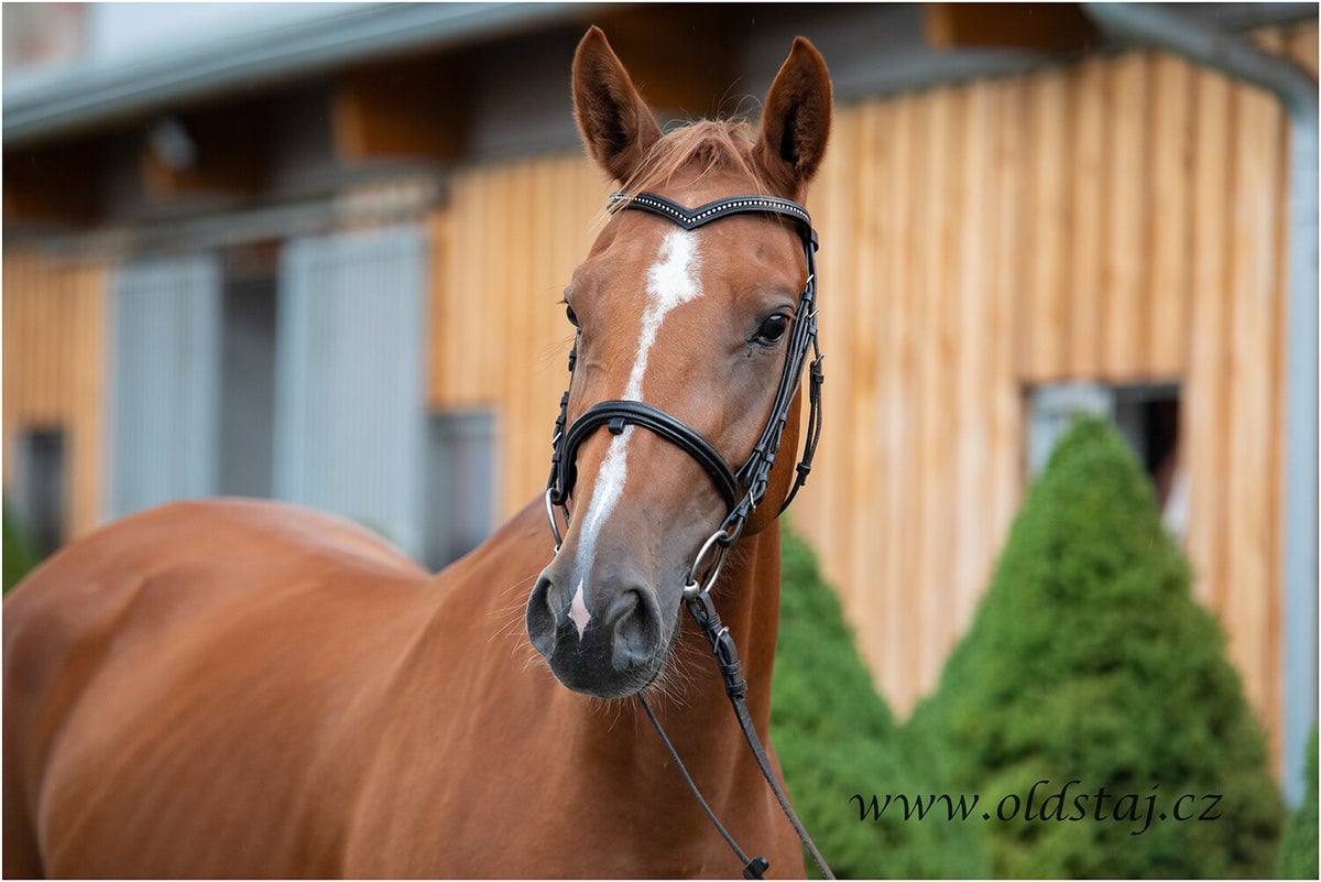 --SOLD--Miss Manchester, 2019, Manchester x Tolano / Horses sold ...