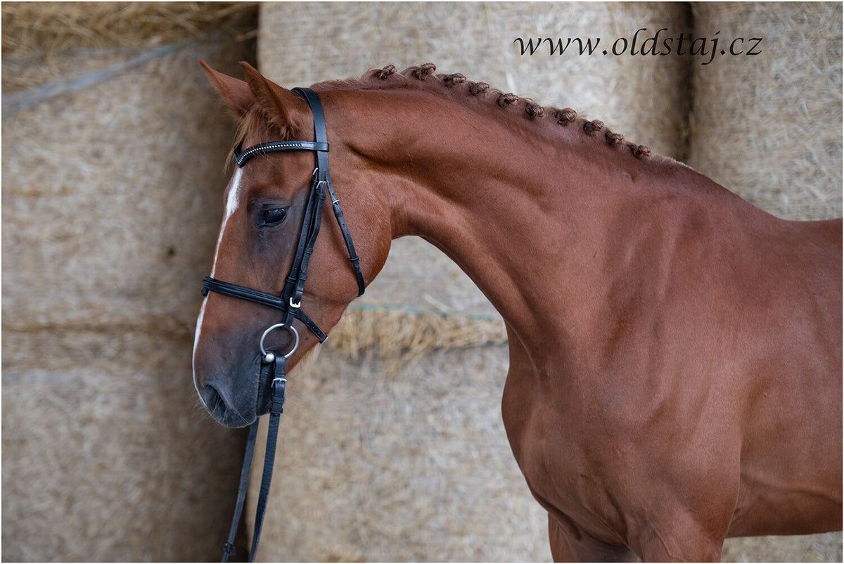 --SOLD--Miss Manchester, 2019, Manchester x Tolano / Horses sold ...