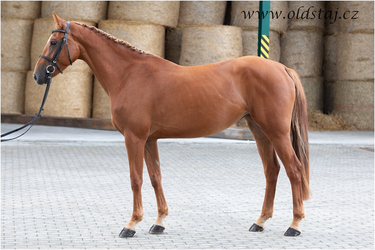 --SOLD--Miss Manchester, 2019, Manchester x Tolano / Horses sold ...