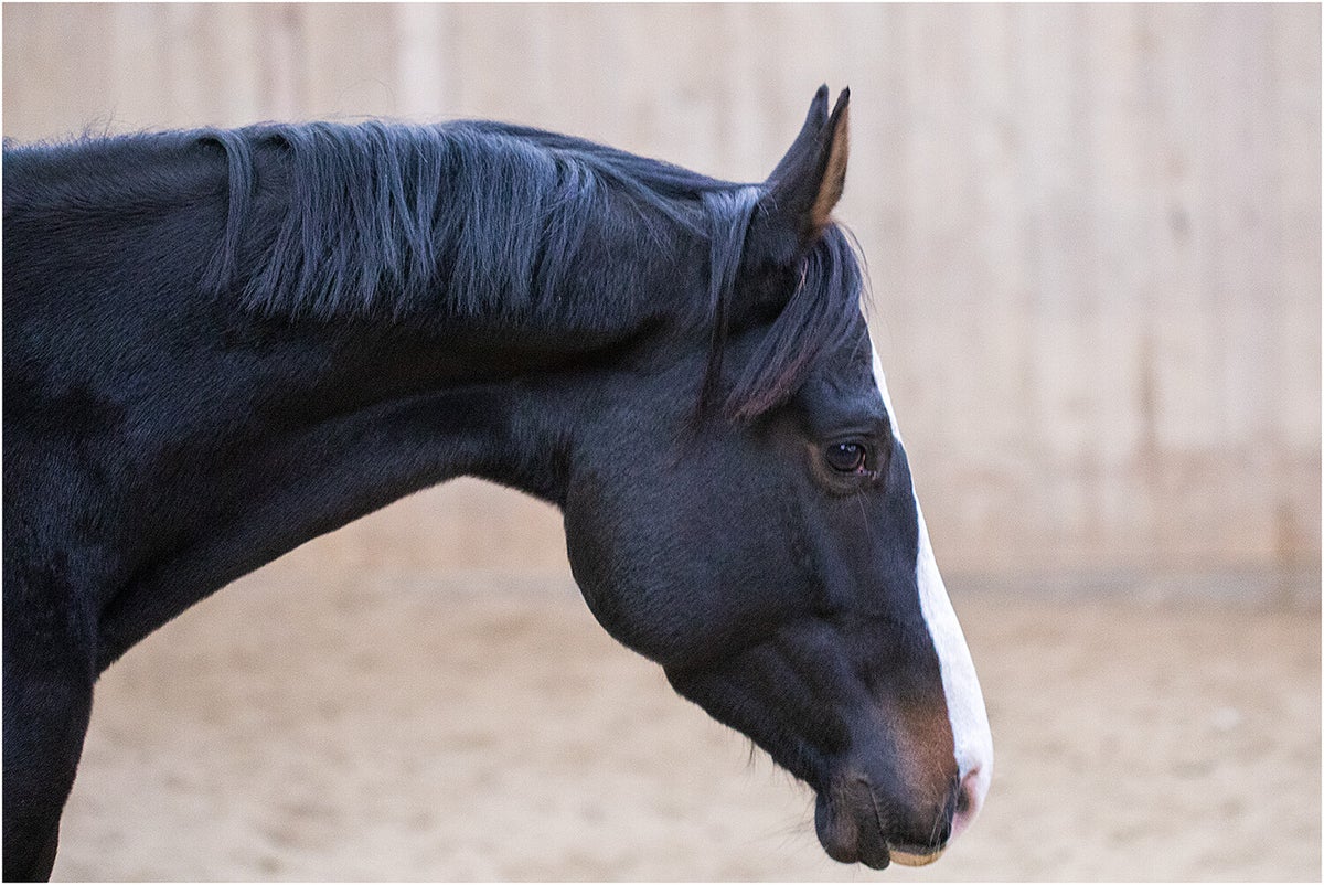 --SOLD in CZ--Princess Diara, 2019, Diarado x Xaar xx / Horses sold ...