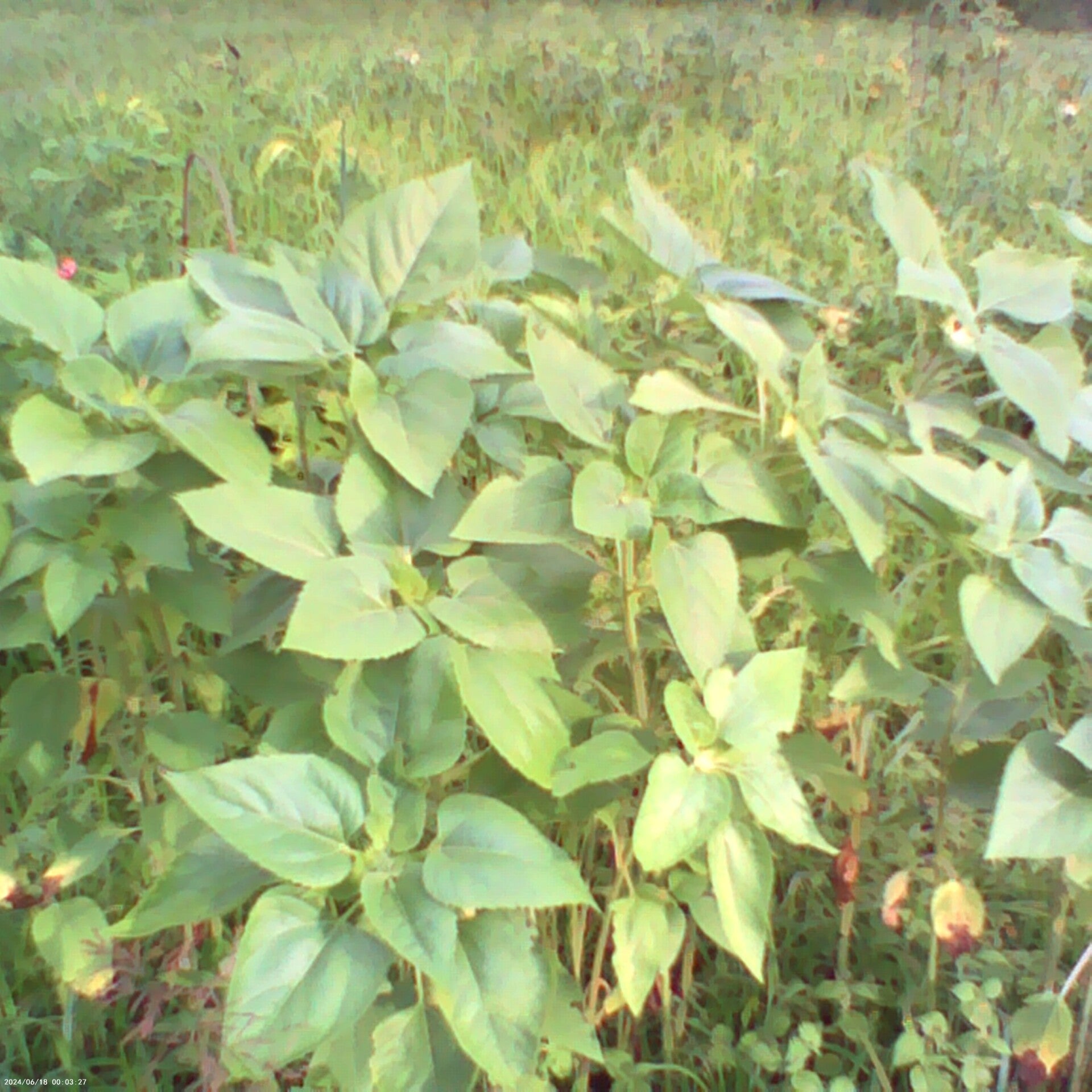 Green Mountain Plants | Baby Staghorn Sumacs for Sale New England U.S.