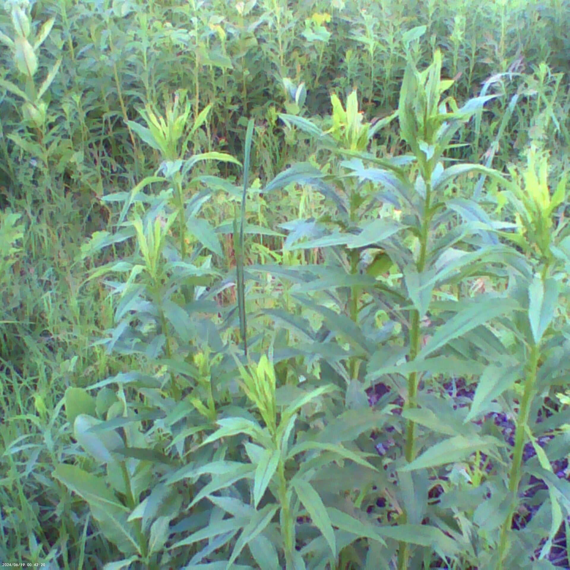 Green Mountain Plants | Baby Staghorn Sumacs for Sale New England U.S.