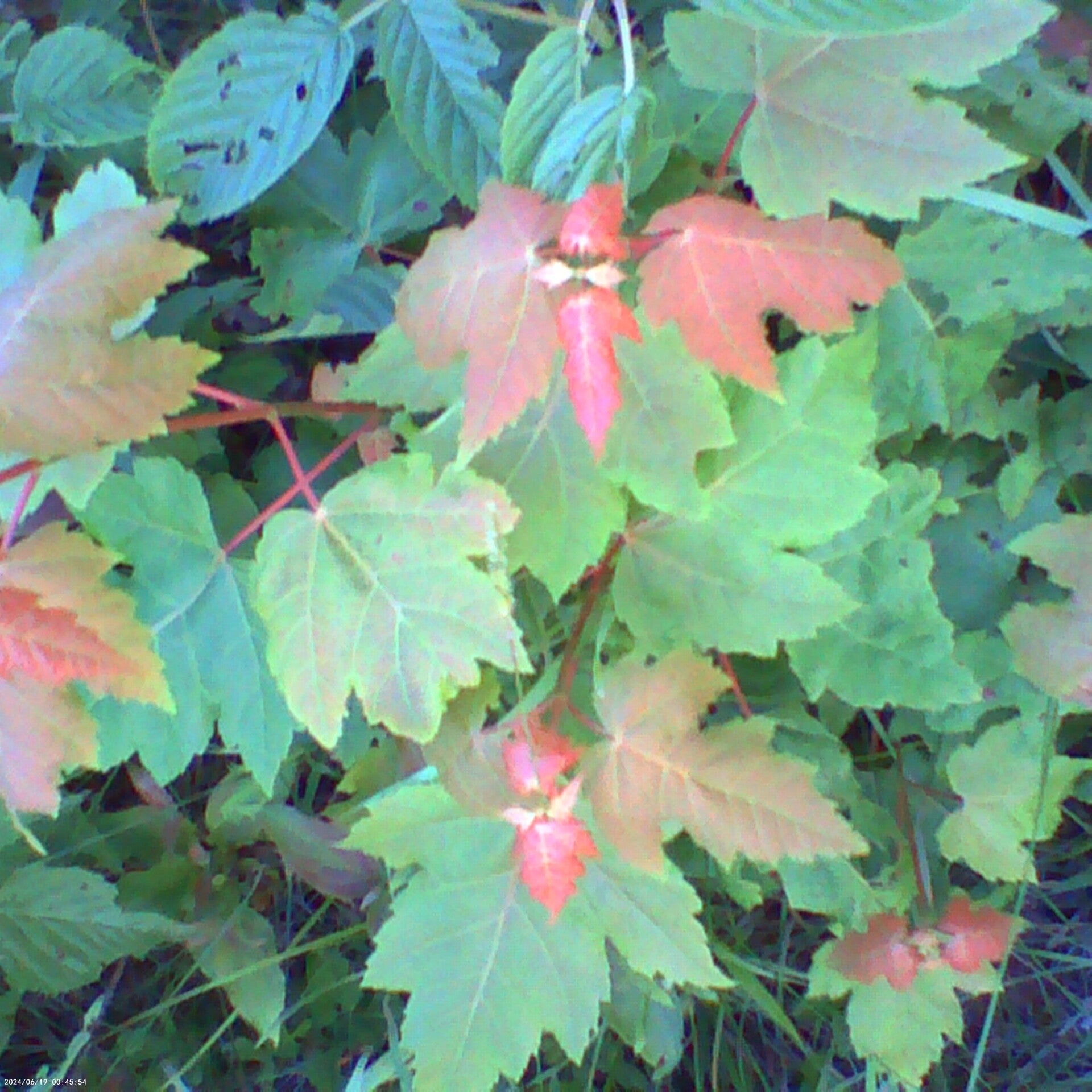 Green Mountain Plants | Baby Staghorn Sumacs for Sale New England U.S.