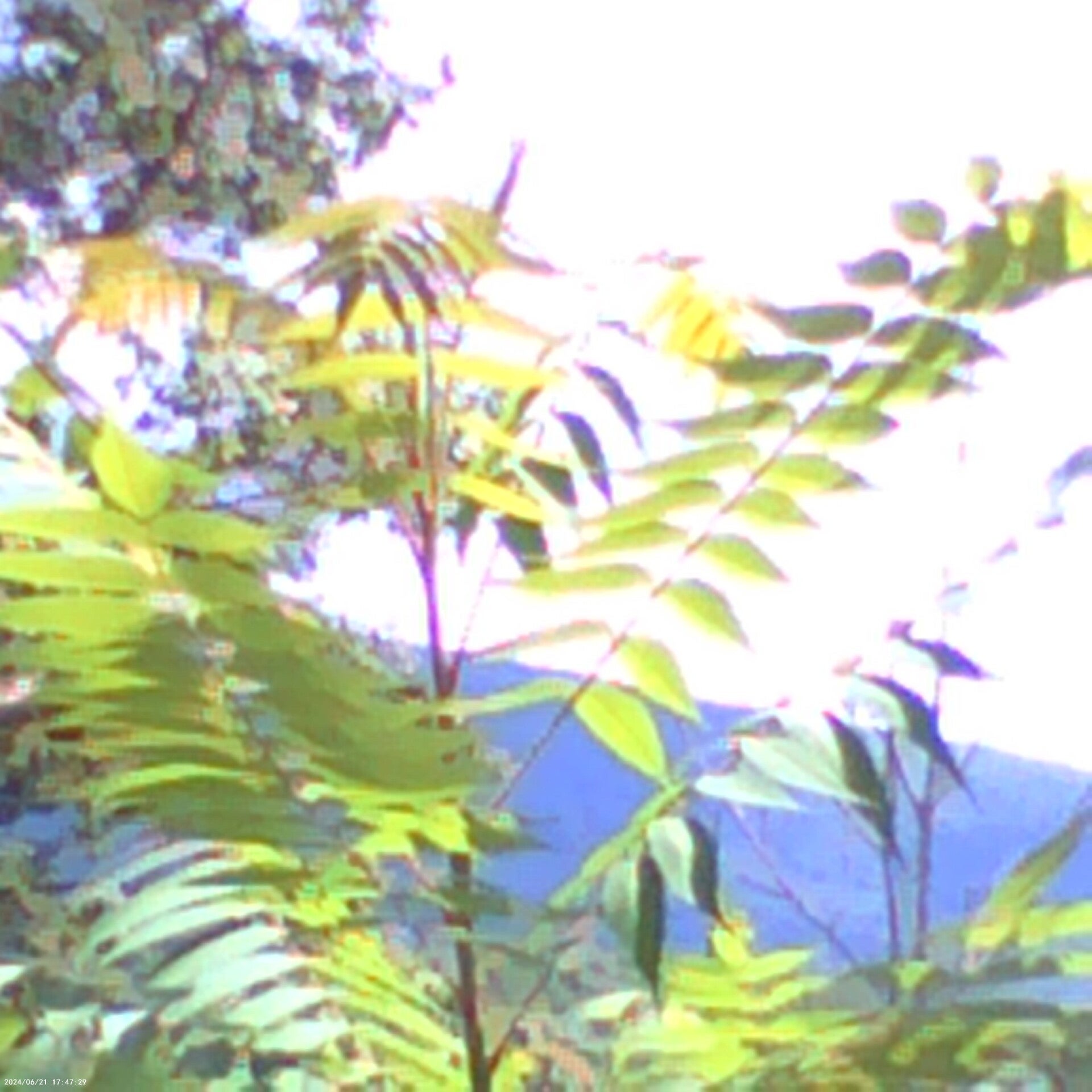 Green Mountain Plants | Baby Staghorn Sumacs for Sale New England U.S.