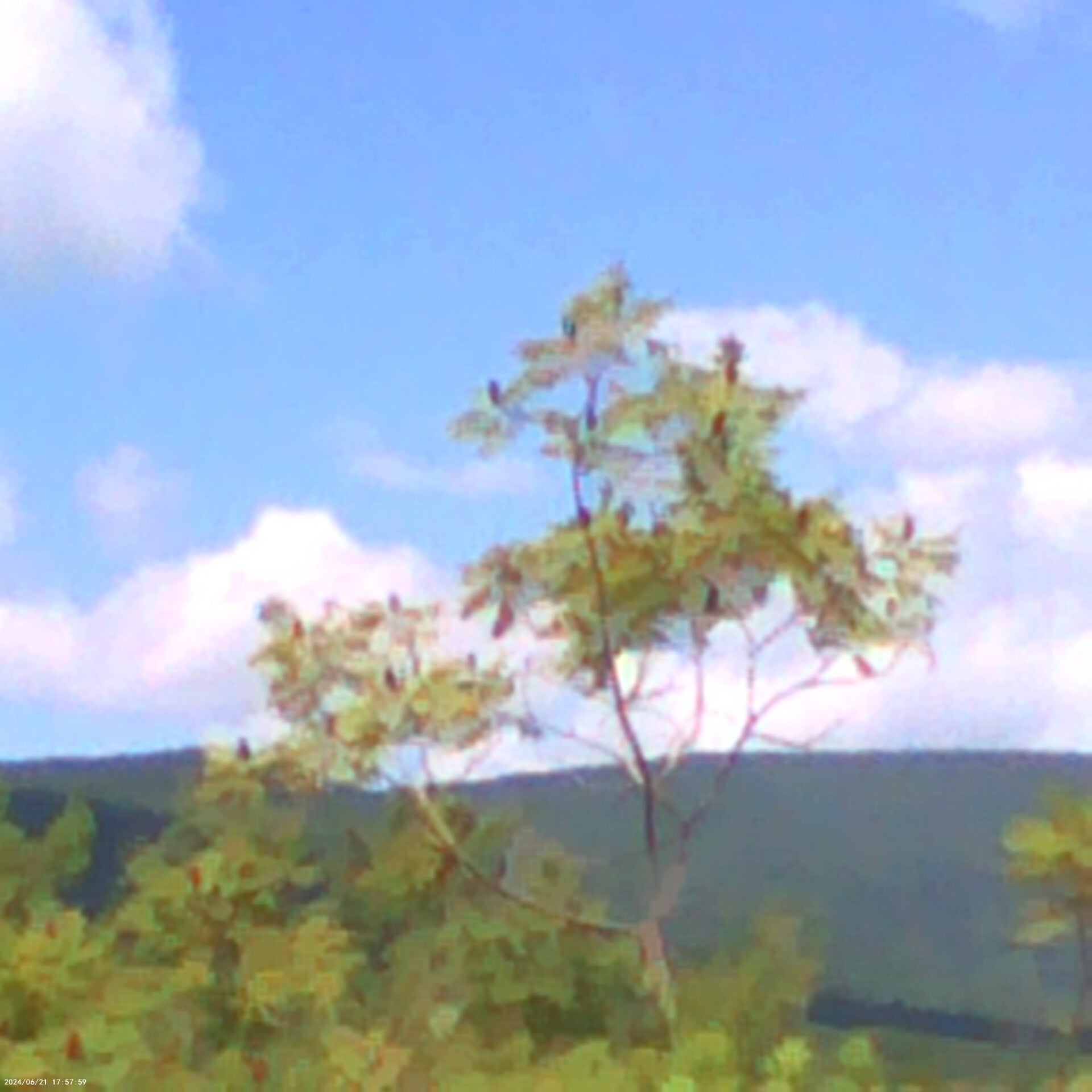 Green Mountain Plants | Baby Staghorn Sumacs for Sale New England U.S.