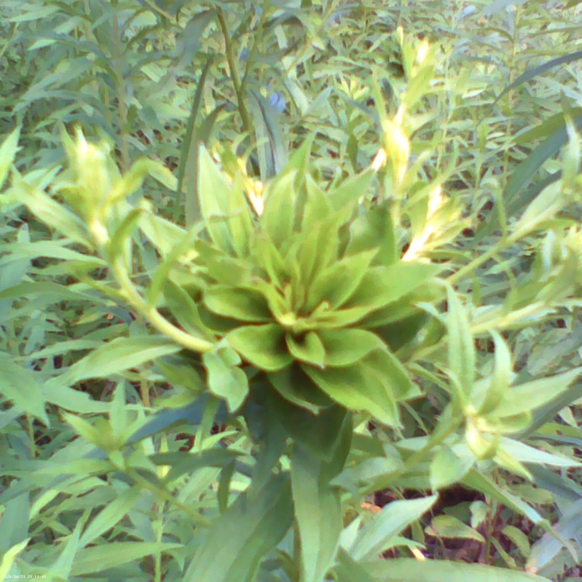 Green Mountain Plants | Baby Staghorn Sumacs for Sale New England U.S.