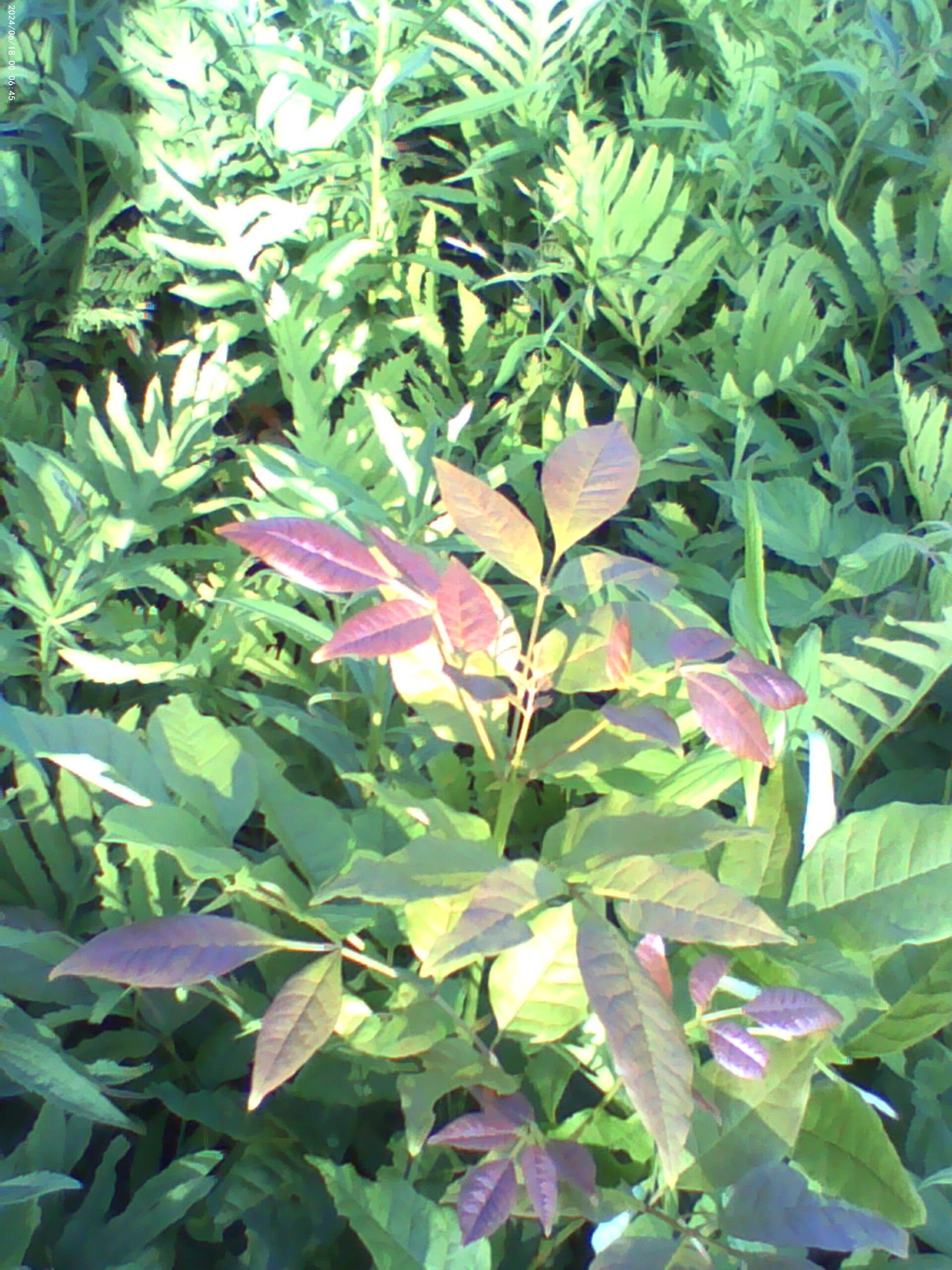 Payment | Baby Staghorn Sumacs for Sale New England U.S.