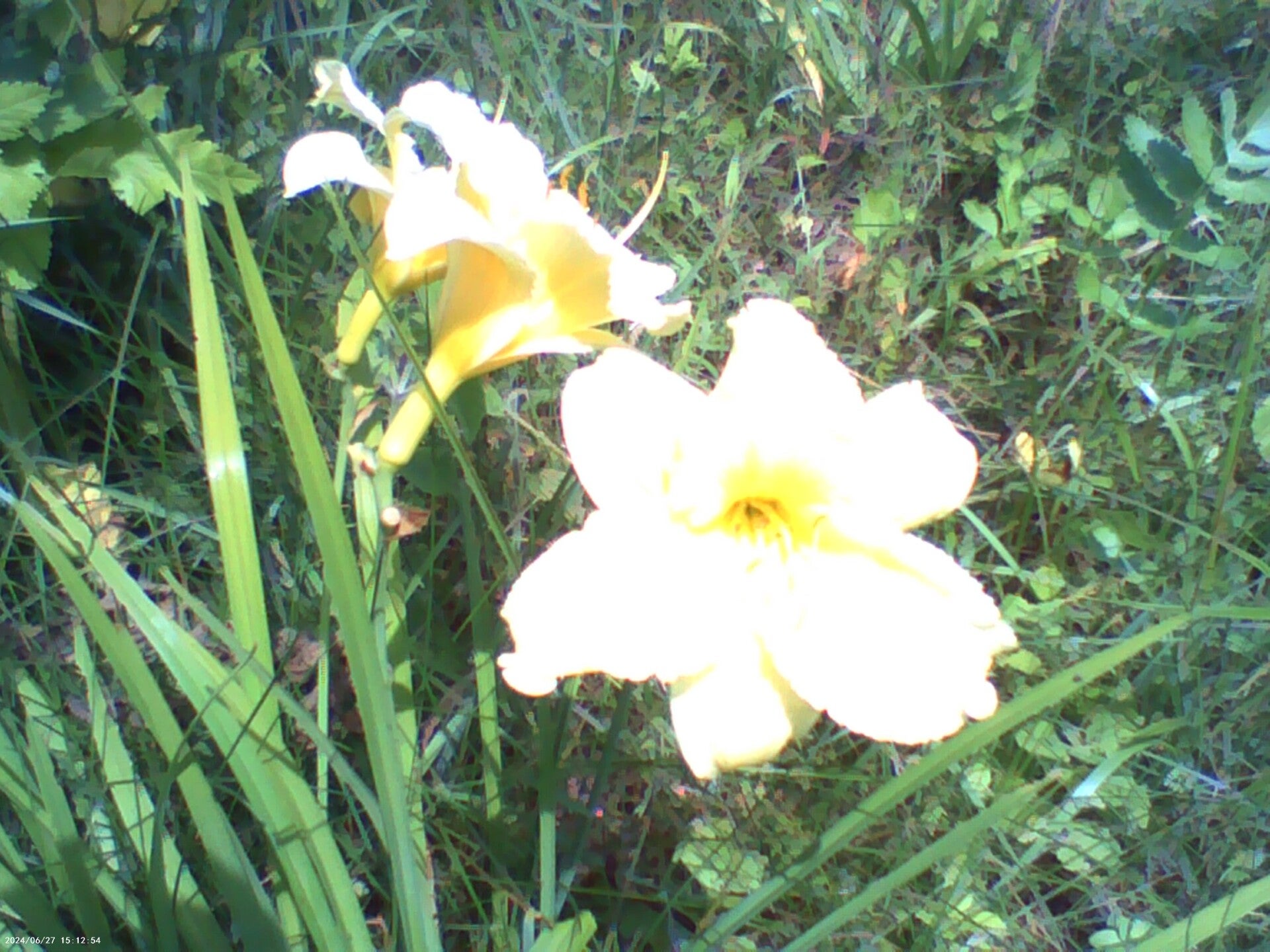 Green Mountain Plants | Baby Staghorn Sumacs for Sale New England U.S.