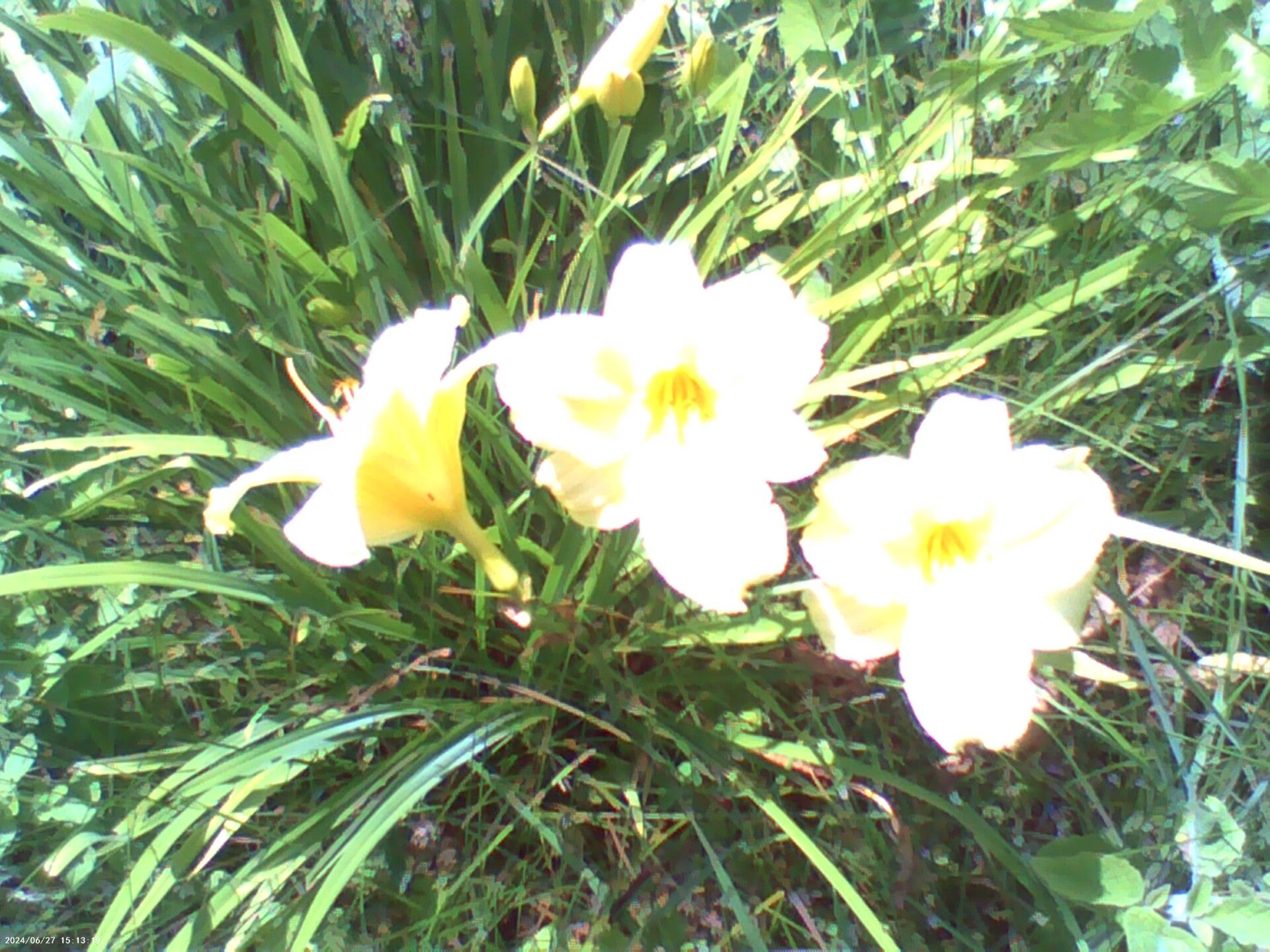 Green Mountain Plants | Baby Staghorn Sumacs for Sale New England U.S.