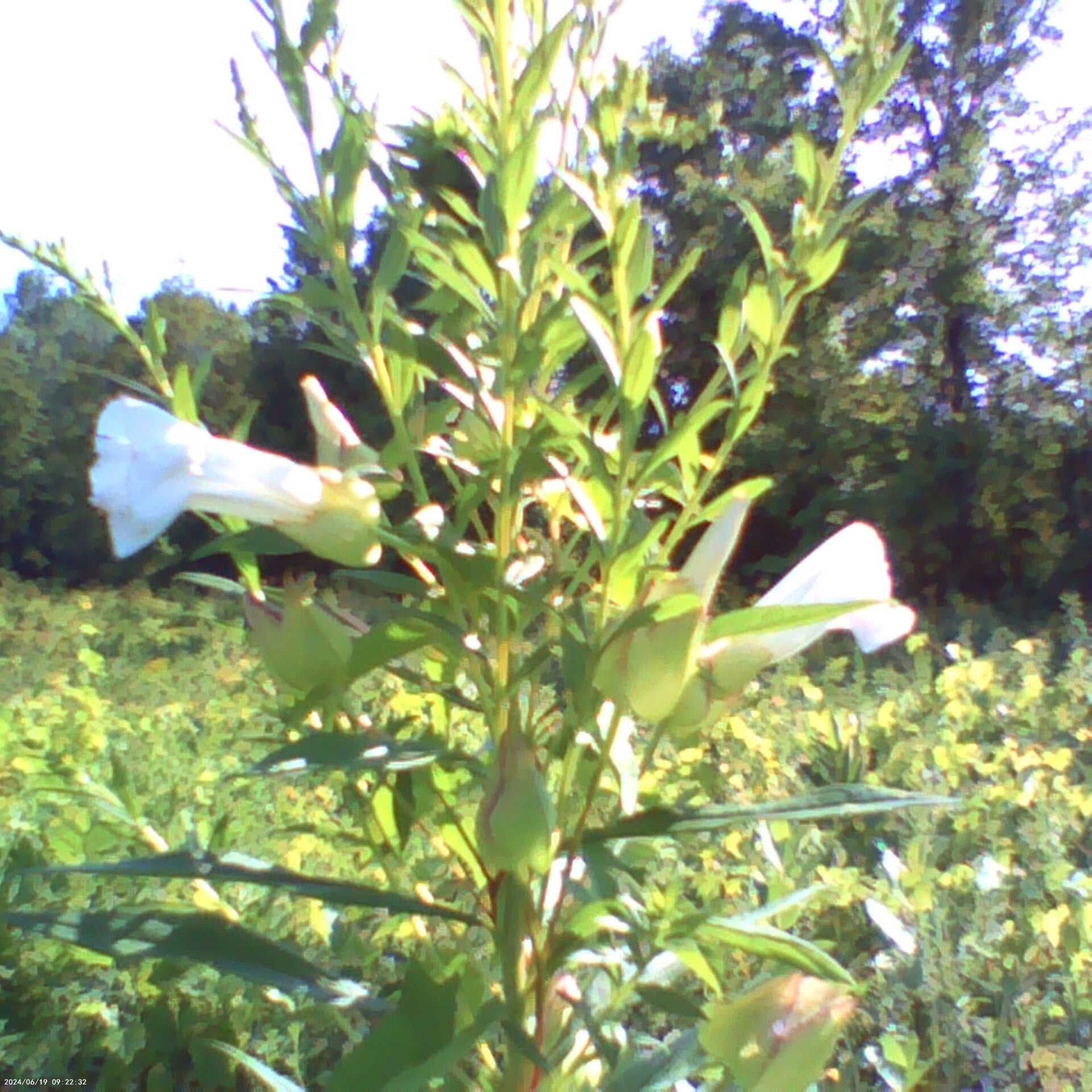 Green Mountain Plants | Baby Staghorn Sumacs for Sale New England U.S.