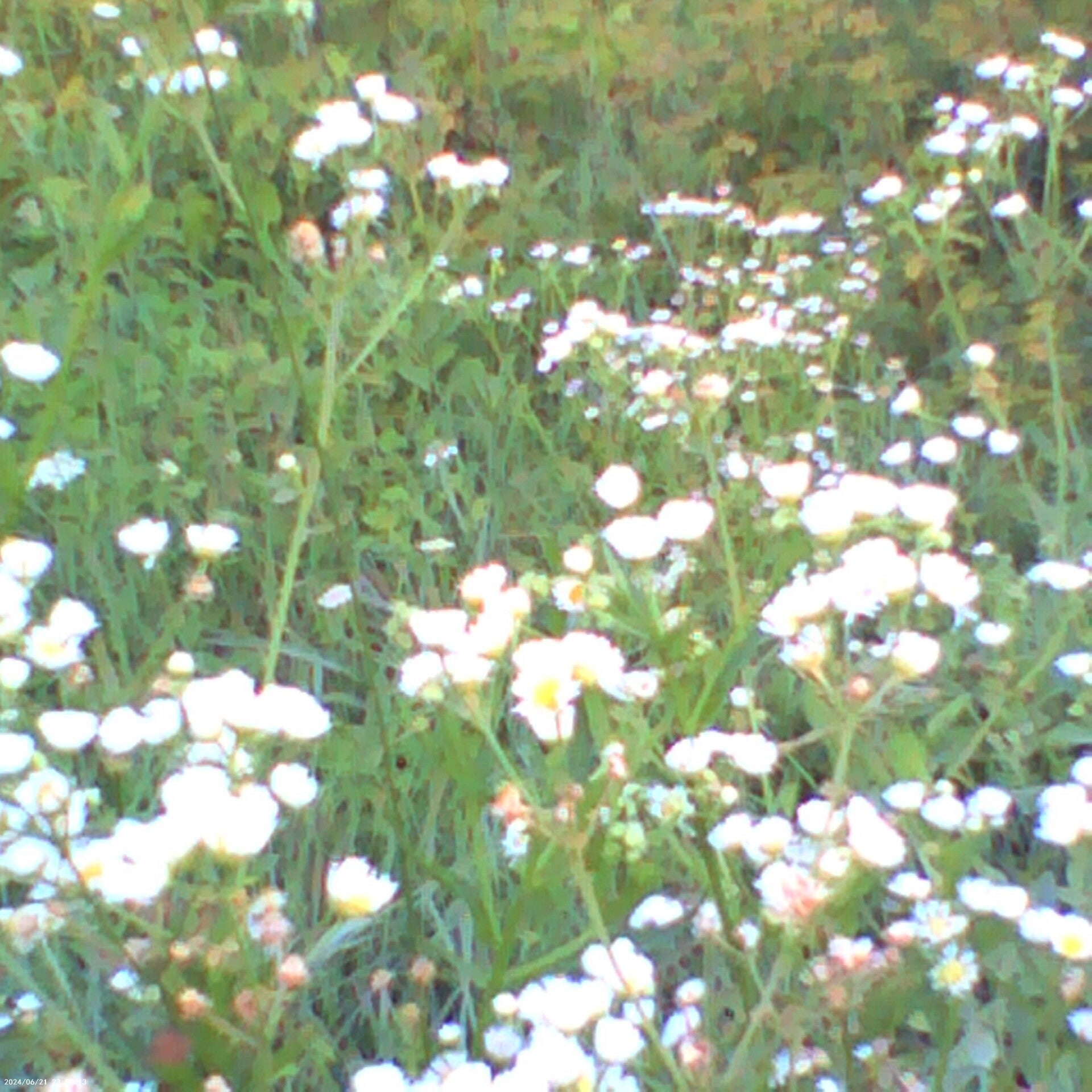 Green Mountain Plants | Baby Staghorn Sumacs for Sale New England U.S.