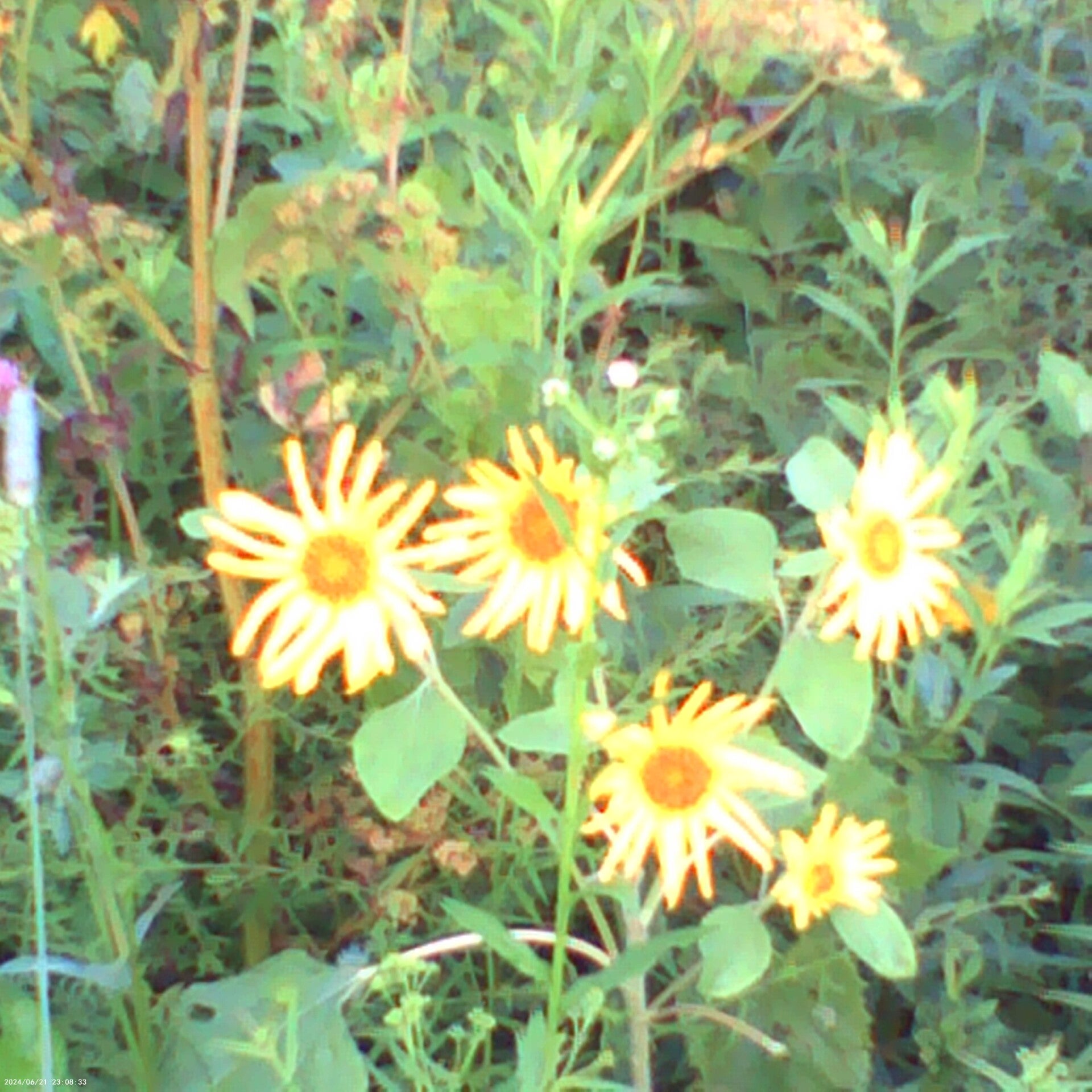 Green Mountain Plants | Baby Staghorn Sumacs for Sale New England U.S.