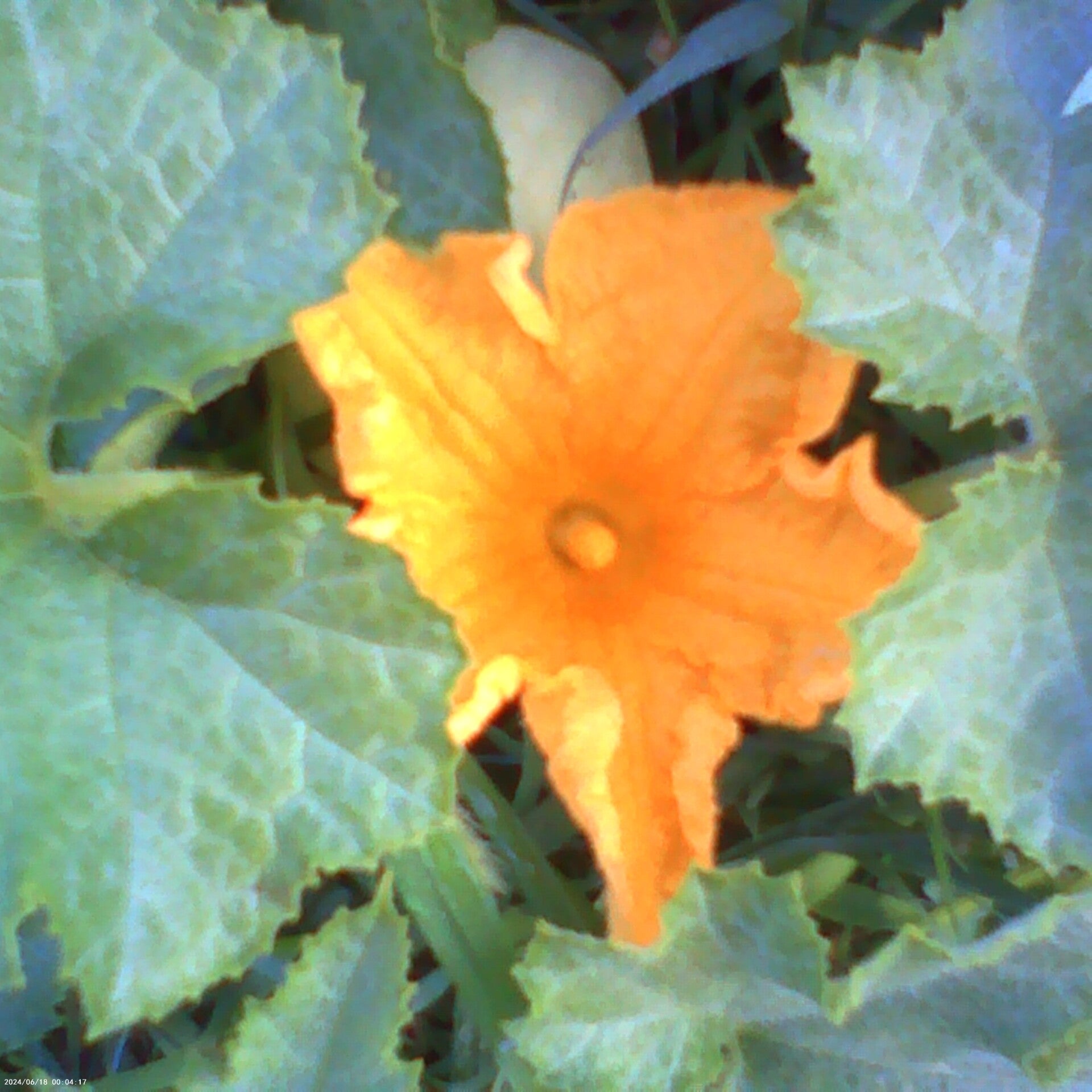 Green Mountain Plants | Baby Staghorn Sumacs for Sale New England U.S.