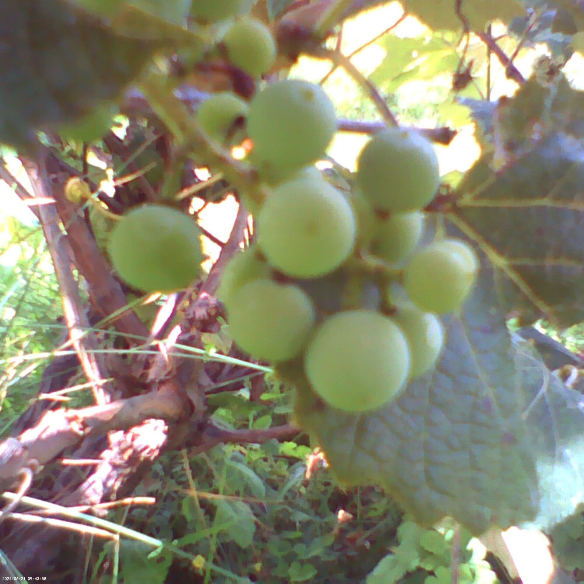 Green Mountain Plants | Baby Staghorn Sumacs for Sale New England U.S.