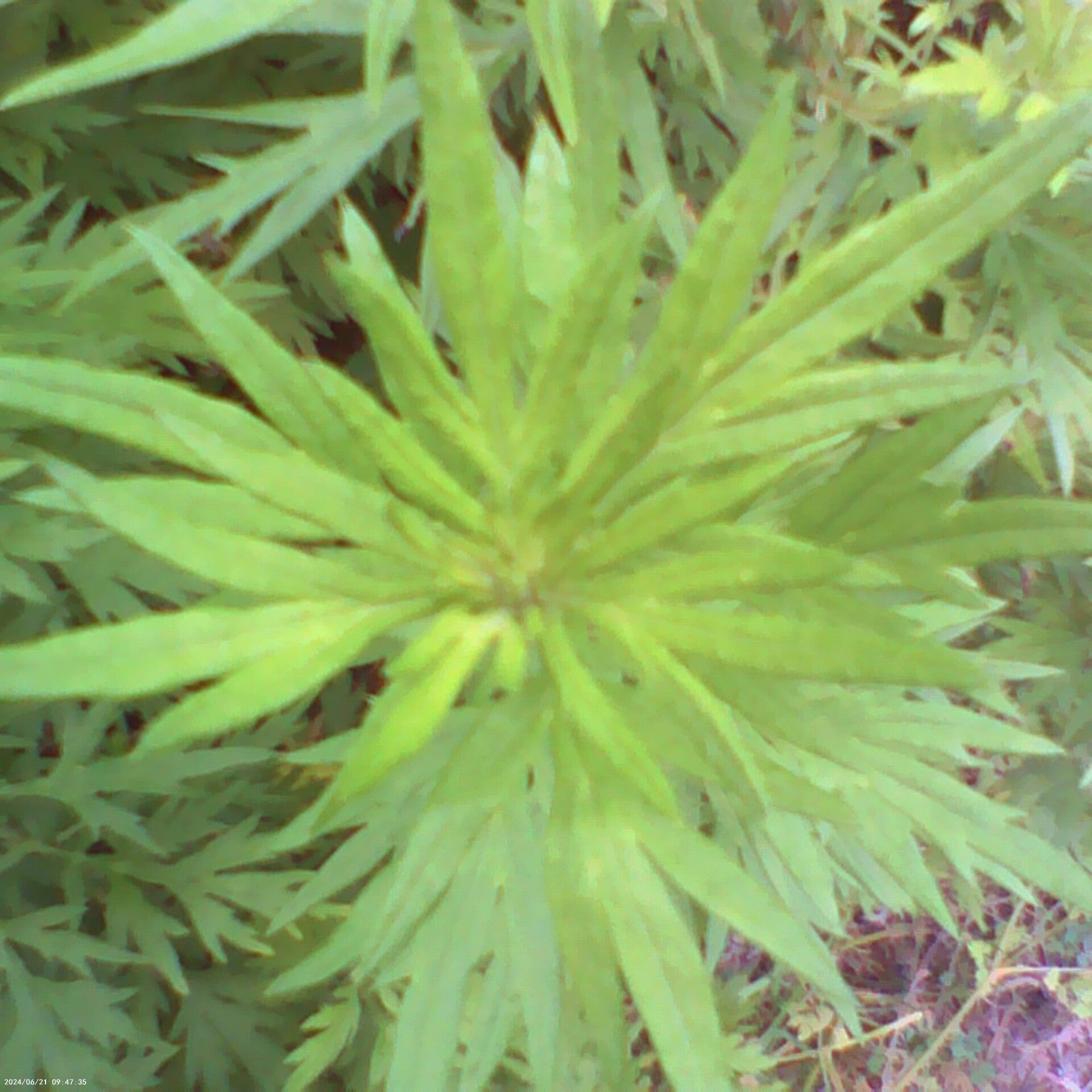 Green Mountain Plants | Baby Staghorn Sumacs for Sale New England U.S.