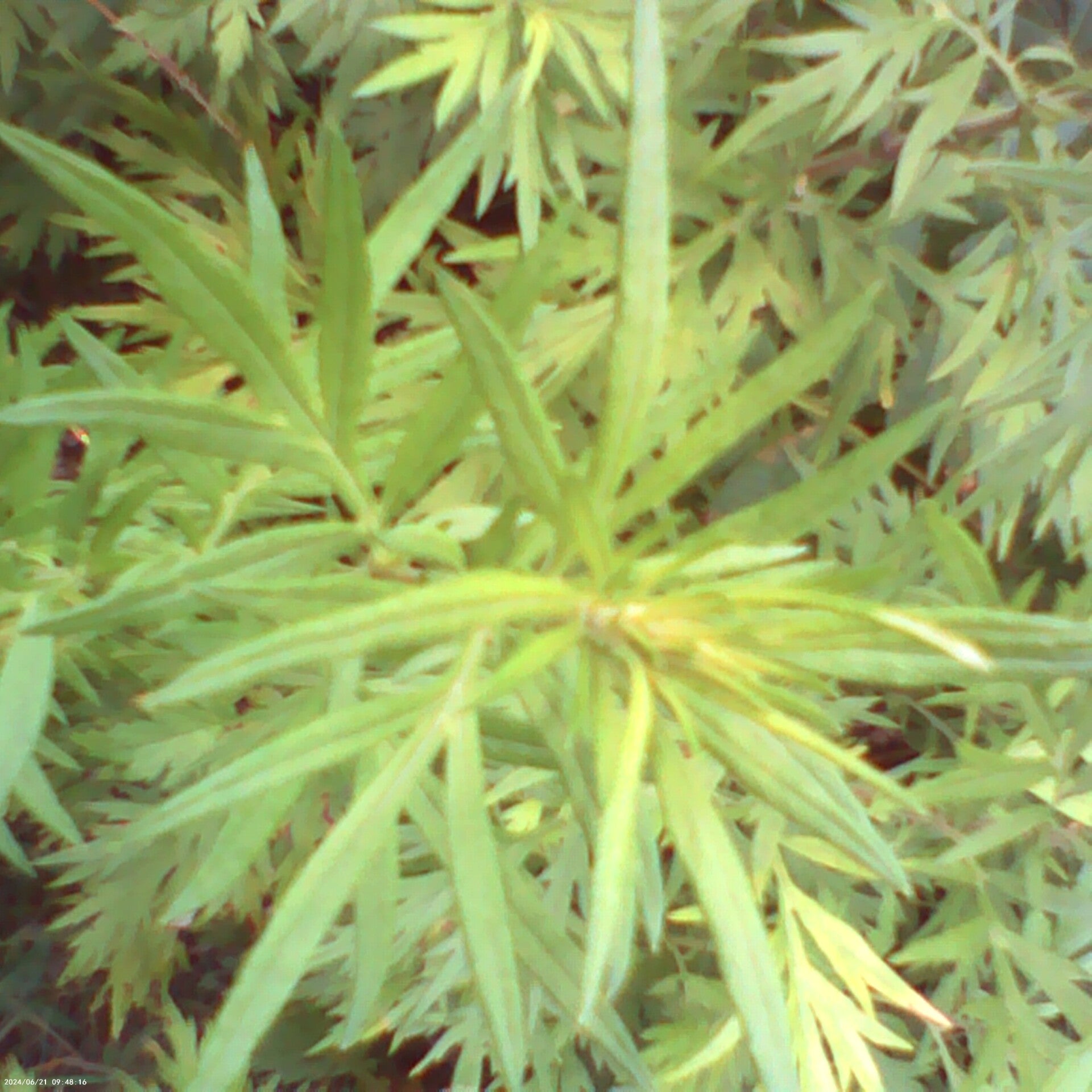 Green Mountain Plants | Baby Staghorn Sumacs for Sale New England U.S.