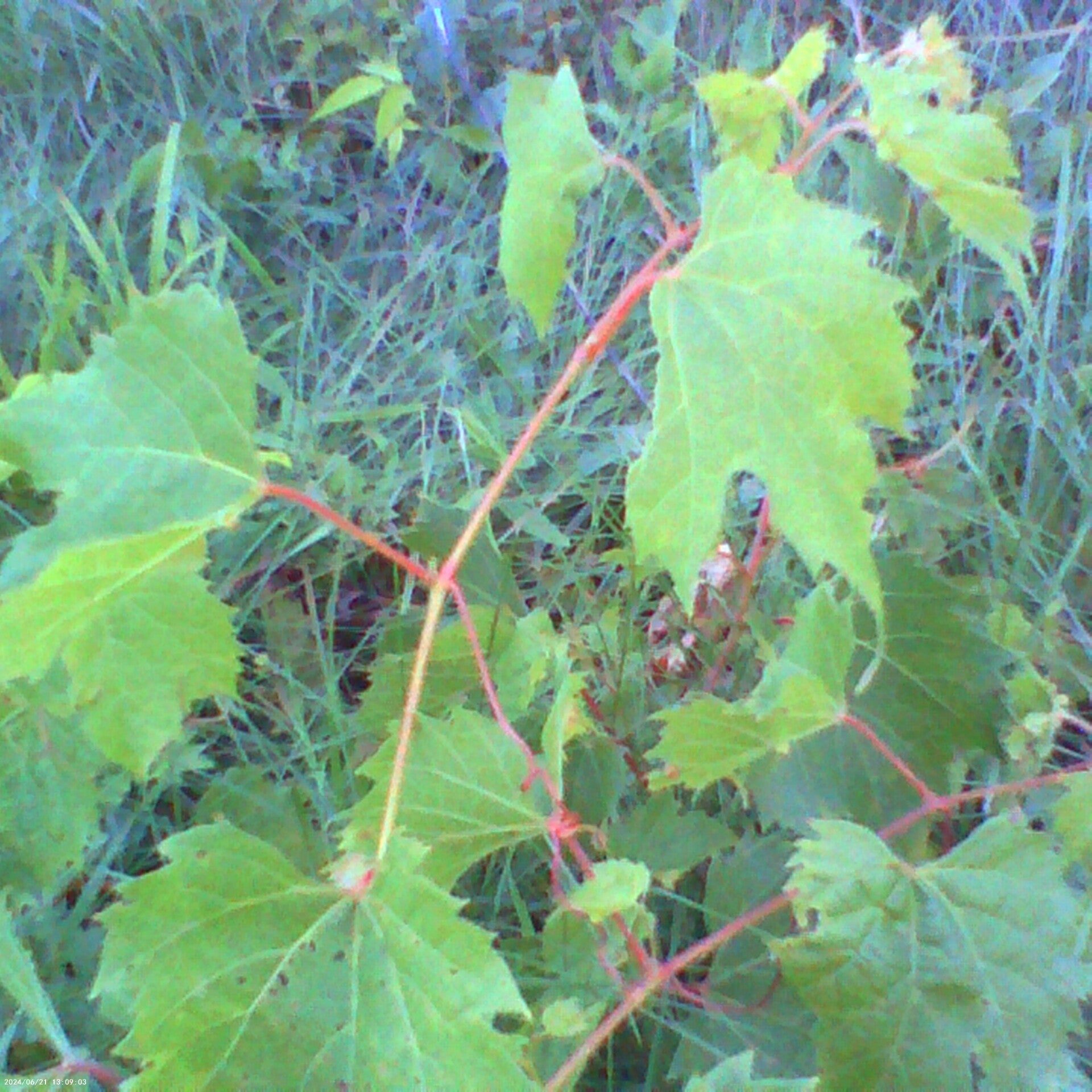 Green Mountain Plants | Baby Staghorn Sumacs for Sale New England U.S.