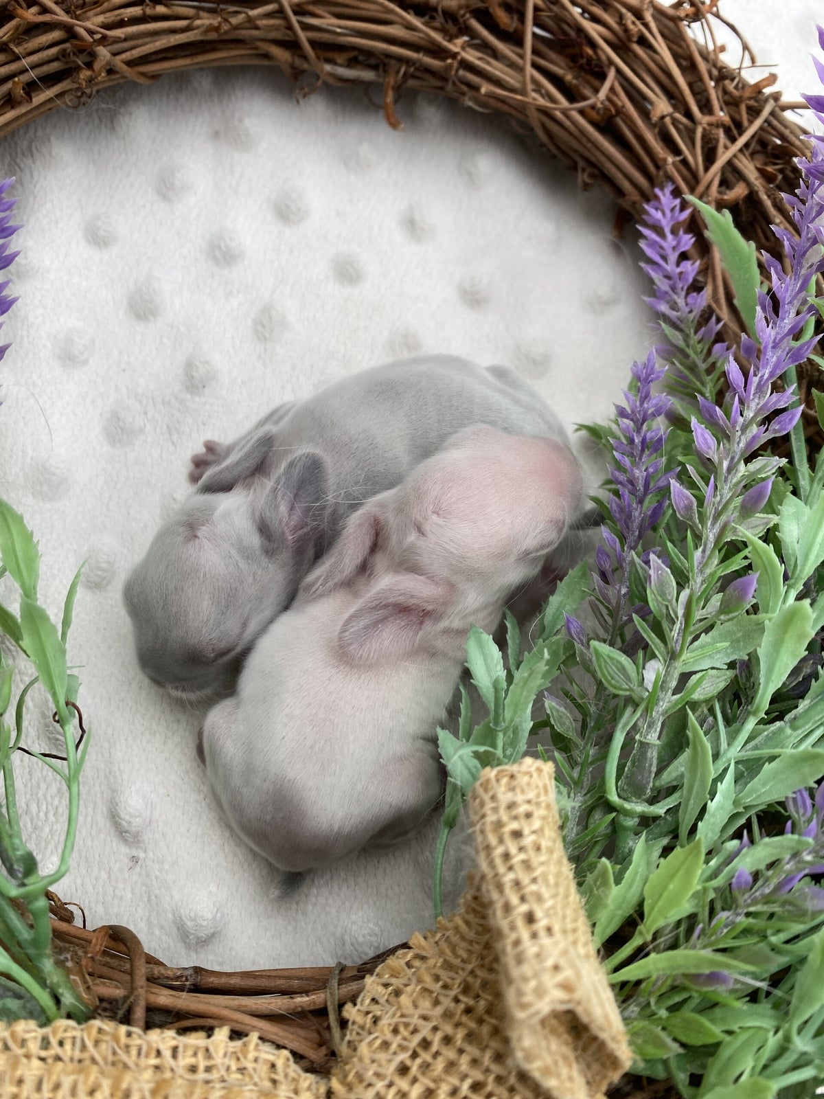 Available bunnies | Georgias Rabbitry