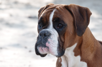 Boxers | Boxers & Boston Terriërs: The Fifth Element