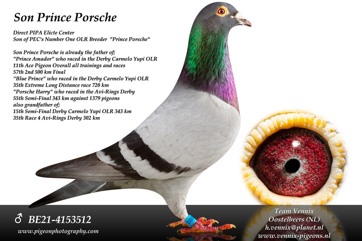 One Loft Races | Vennix-pigeons.nl