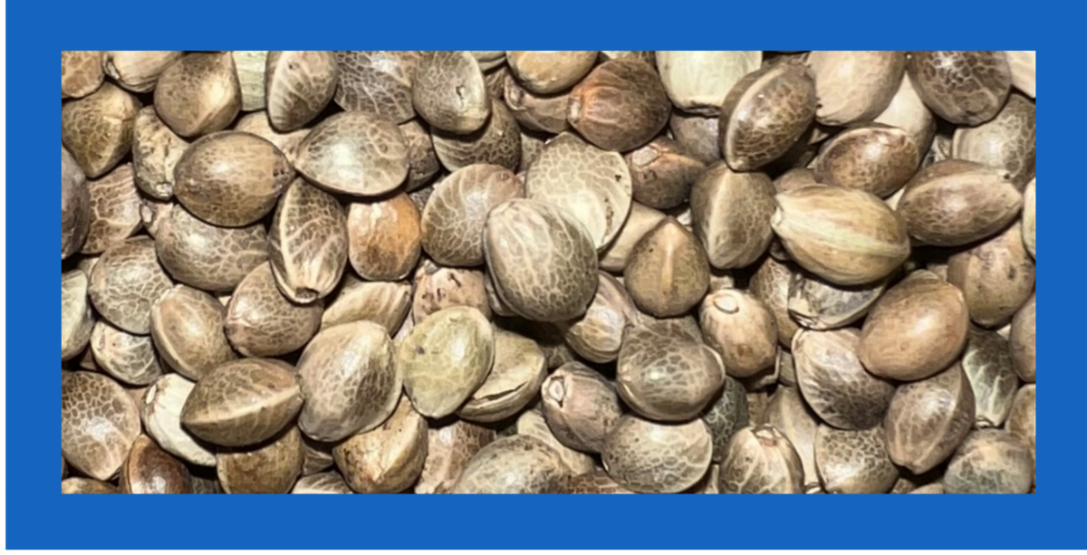 Zaden | Hengelsport Evero