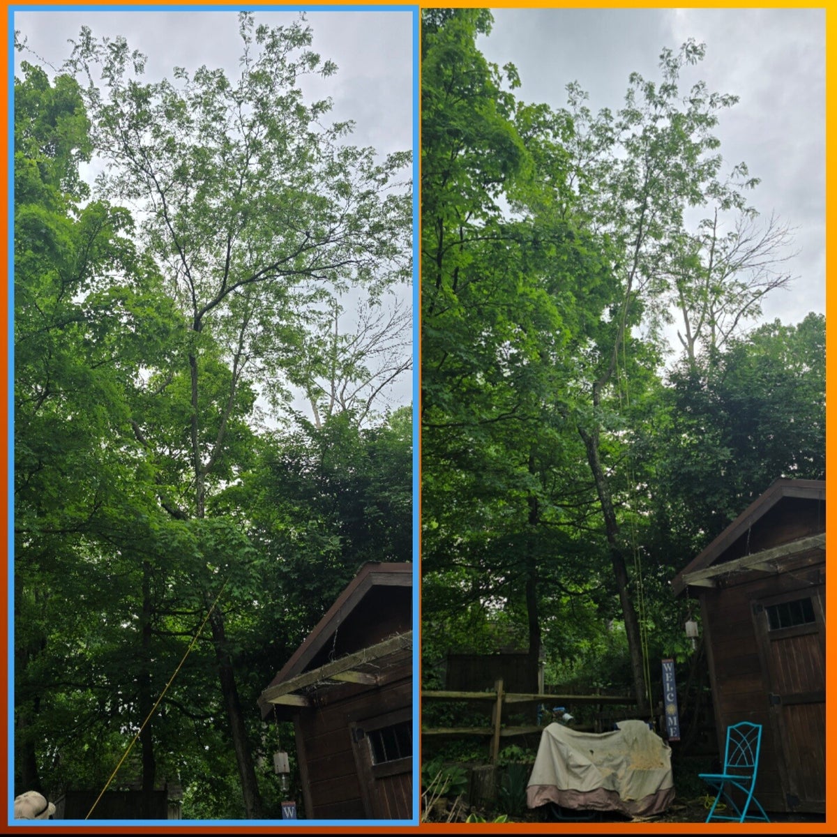 Before/After photos | CLEMENS TREEARCHY LLC
