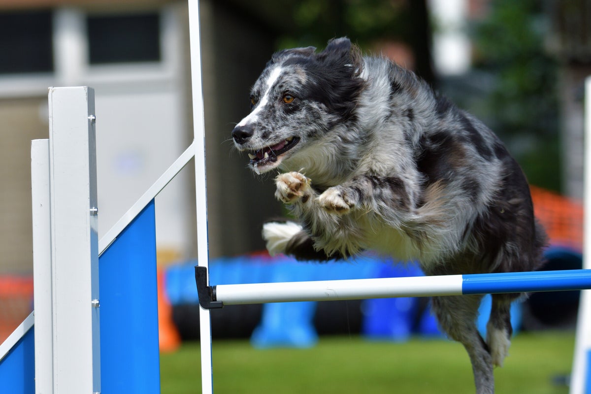 Puk / Onze honden | Vihaan Aditi