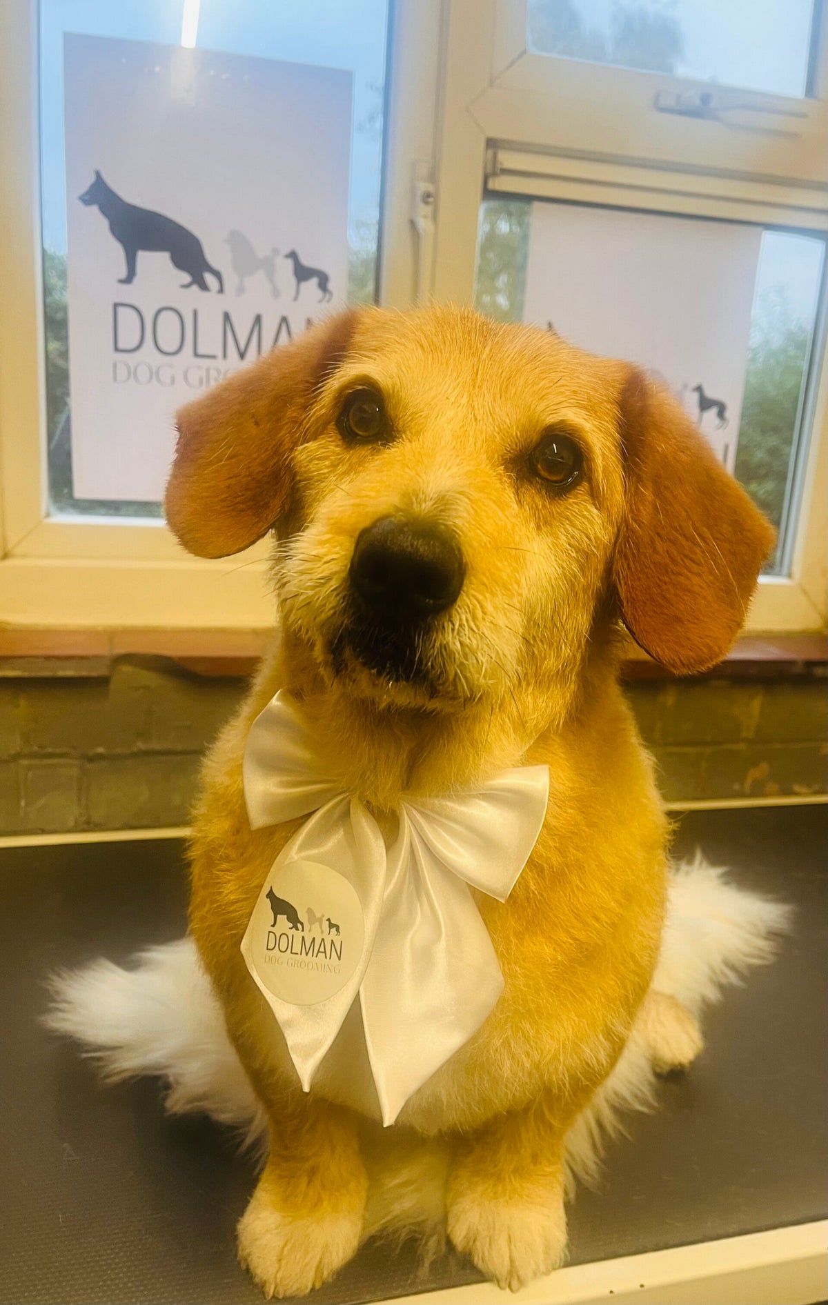 Dolman Dog Grooming