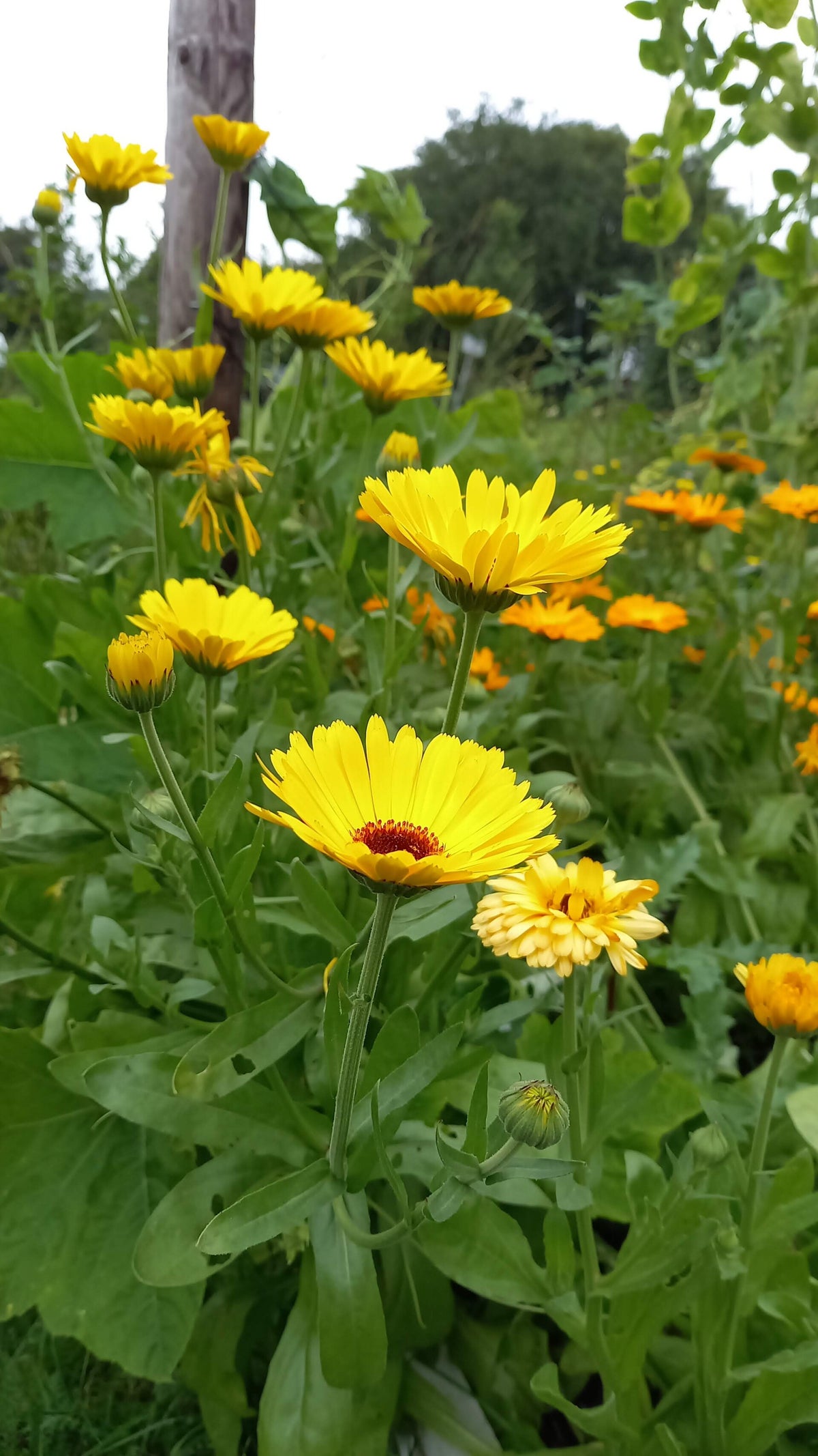 Buurttuin 'De Spiltuin' / Projecten | Stichting Wortels enzo