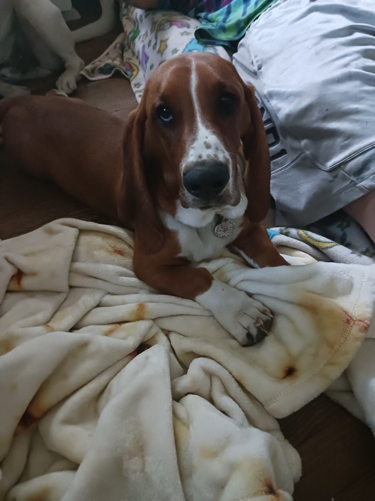 Bad and Boujee Basset Hounds