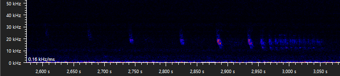 2020 to 2024 / Common noctule (N. noctula) / Nyctalus / Social calls ...