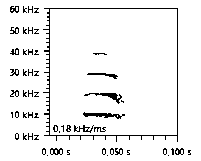 Common noctule (N. noctula) / Nyctalus / Social calls | United by Ecology