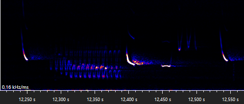 2020 to 2024 / Common noctule (N. noctula) / Nyctalus / Social calls ...