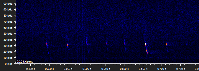 2023 to 2025 / Brown long-eared bat (P. auritus) / Plecotus / Social ...