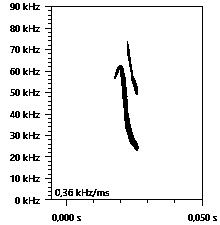 Serotine bat (E. serotinus) / Eptesicus / Social calls | United by Ecology