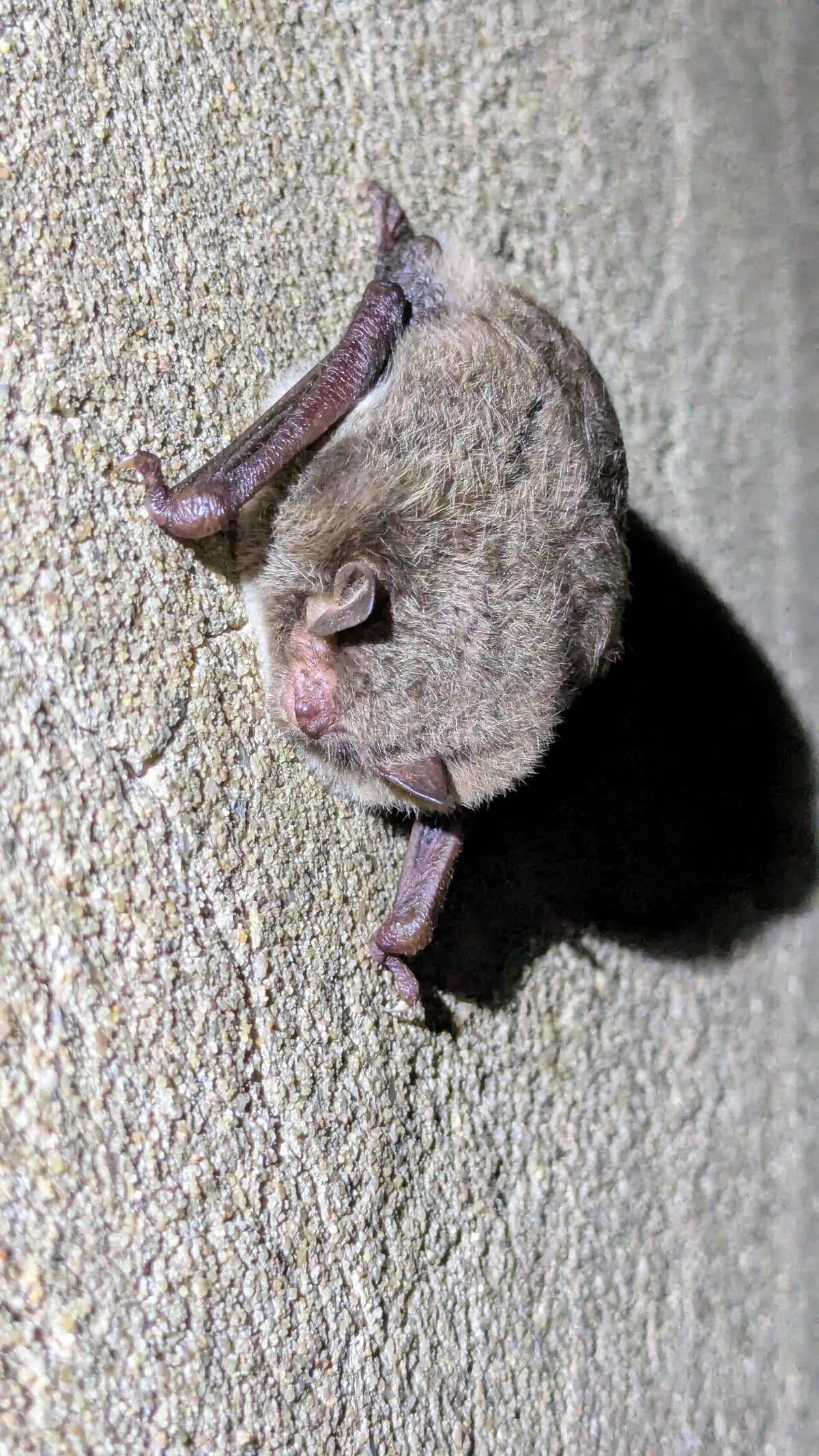 2024 to 2026 / Daubenton's Bat (M. daubentonii) / Myotis / Social calls ...