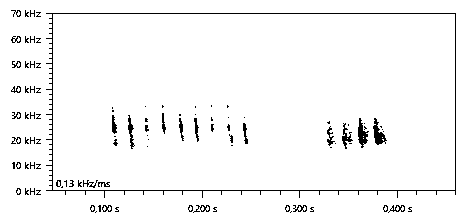 Common pipistrelle (P. pipistrellus) / Pipistrellus / Social calls ...