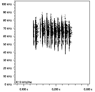 Common pipistrelle (P. pipistrellus) / Pipistrellus / Social calls ...