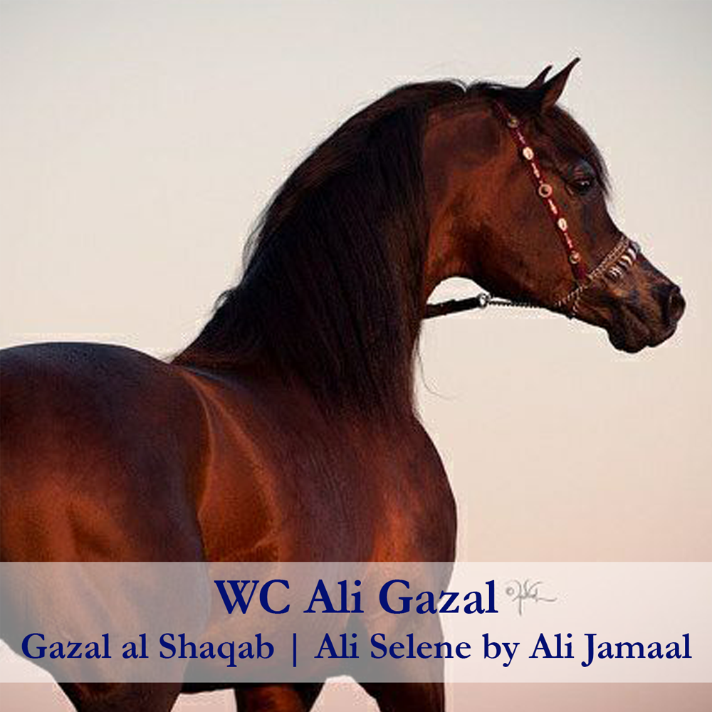 Stallions | Arabian Stud Europe