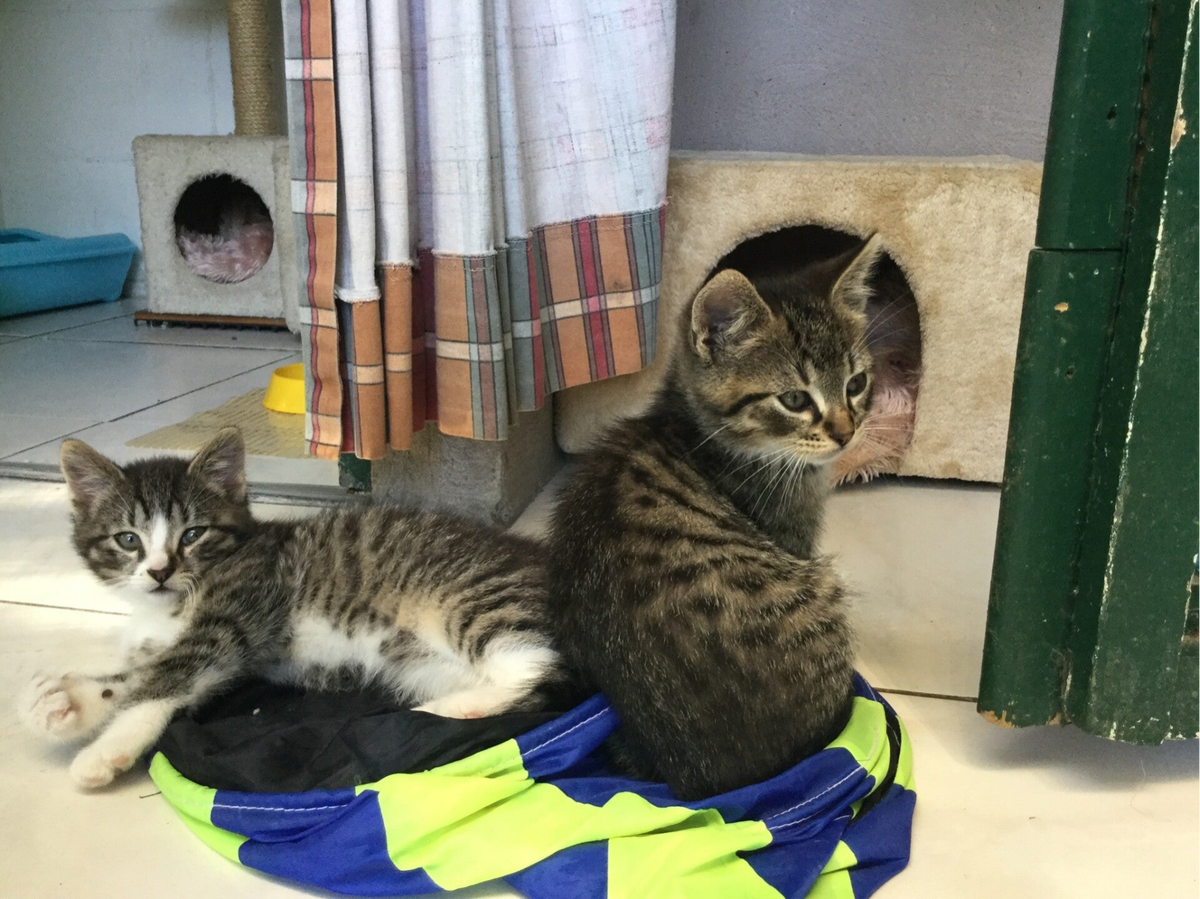 Contact | Allemaal Poezen vzw