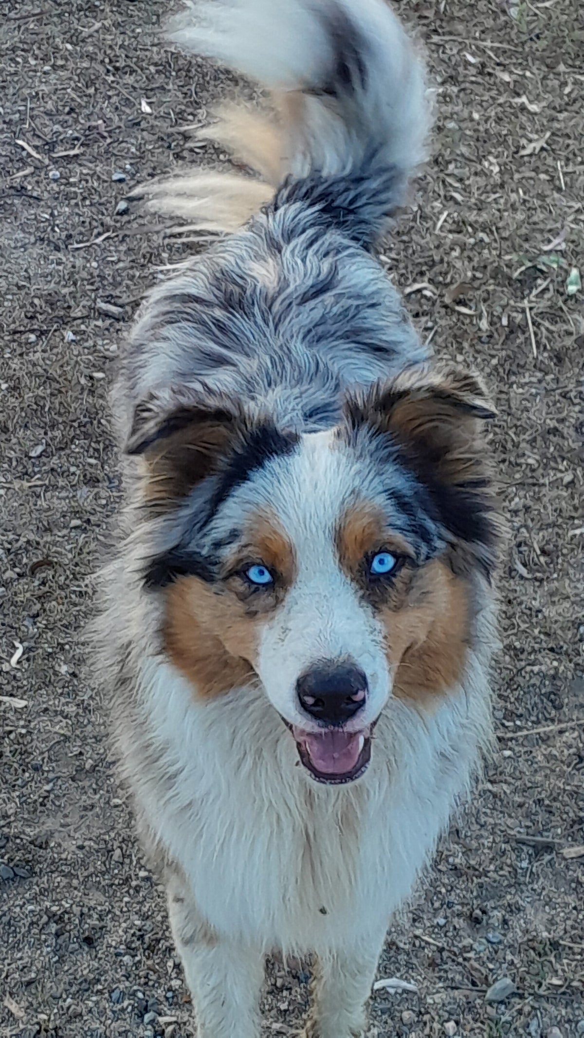 Julie's Australian Shepherds | Julie's Australian Shepherds