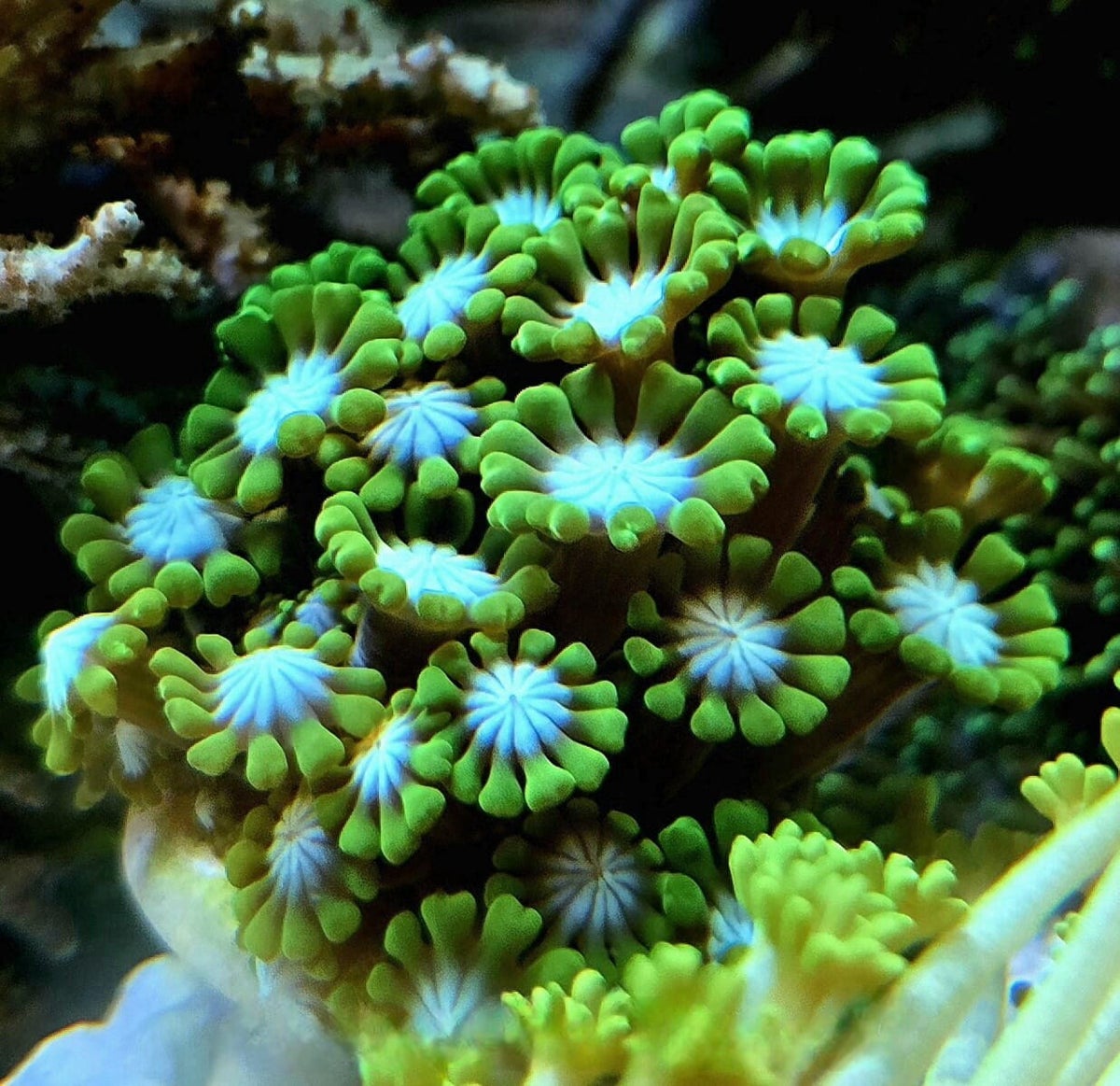 Alveopora Tizardi "Mint" | andis-kleine-meerwasser-oase