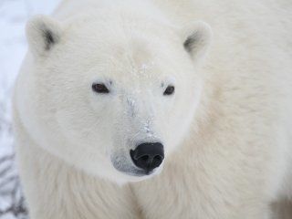 Welke dieren leven op de Noordpool? | Pooldieren